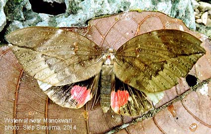 Papua Insects Foundation (Lepidoptera/Erebidae (Calpinae, Phyllodini ...
